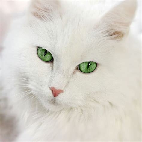 Коты-воители / Биографии - Белолапа | Cat with blue eyes, Beautiful ...