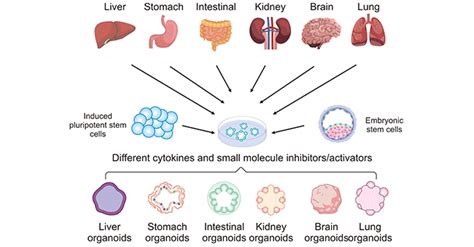 Organoids Meaning