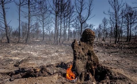 El Incendio Forestal De Bejís Está Estabilizado Tras Arrasar 19000
