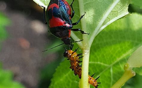 Assassin Bug Feeding On Caterpillar Miss Smarty Plants