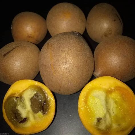 Kepel Keppel Seeds (Stelechocarpus burahol) Burahol fruit - Limited ...