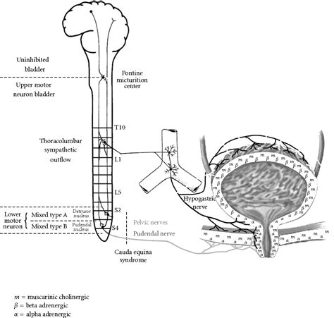 PDF Neurogenic Bladder Semantic Scholar
