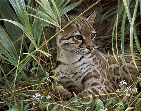 45 Best African Wildlife Art Prints And Canvases Images On Pinterest