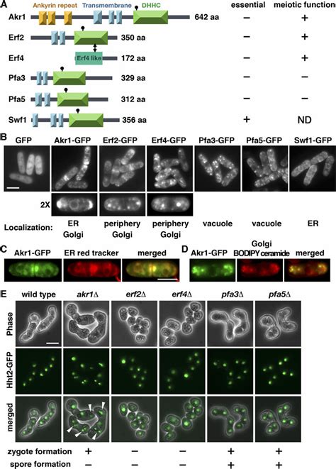 Fission Yeast Palmitoylacyltransferases A Schematic Representation