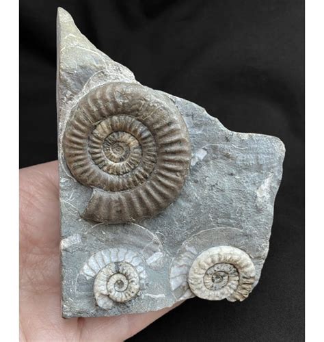 Fossils For Sale Fossils UK British Lower Lias Lower Jurassic