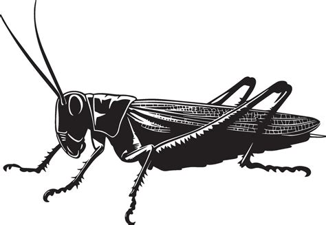 Black Illustration Of A Grasshopper Moving Low To The Ground Legs Stretched Out 57481468