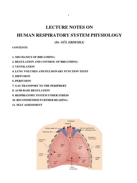Lecture Notes On Human Respiratory System Physiology Pdf Lung