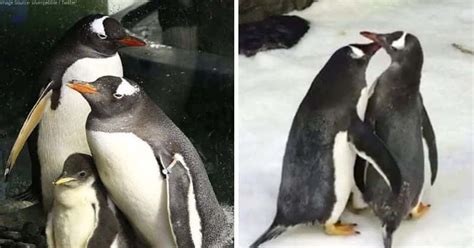 A Gay Penguin Power Couple Is Celebrating Their Third Anniversary