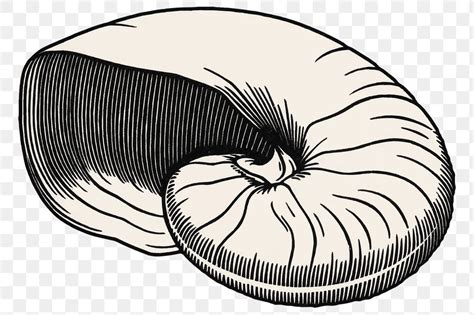 Png Aesthetic Sea Snail Vintage Beach Free Illustrations Free Png