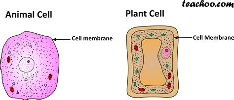 Animal Cell Membrane Name Cell Membranes Biology4isc The