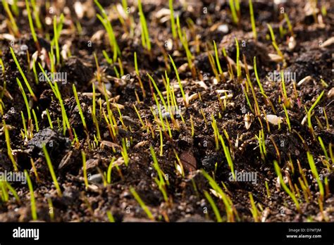 Grass Seed Germination Time Lapse
