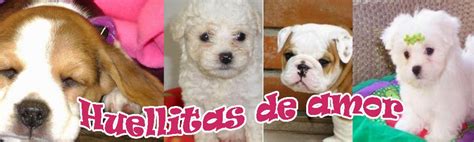Cachorrostiernos Cuales Son Las Razas De Los Perros Mas Vendidos En El