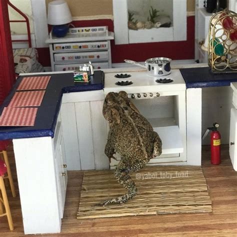 The Life Of Toby The Toad 30 Pics