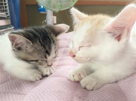 「子猫時代│フェリシモ猫部 Voce0pvjqp 」ごる猫 ΣっΦωΦっの漫画