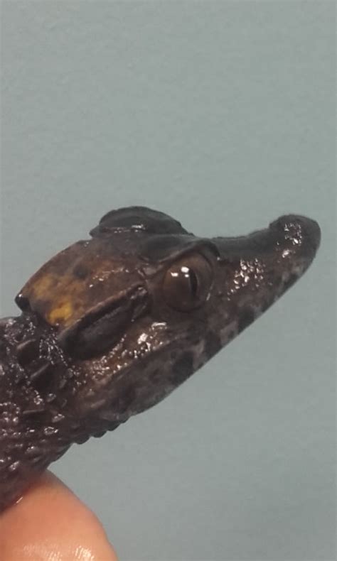 КАЙМАН ДЖУДЖЕКЮВИЕ Zoojivotnoto Зоо магазин Животното Facebook