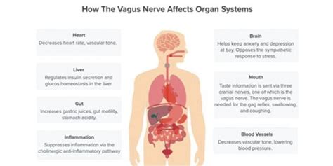 How The Vagus Nerve Affects Organ Systems Crystal Thomas Fitness