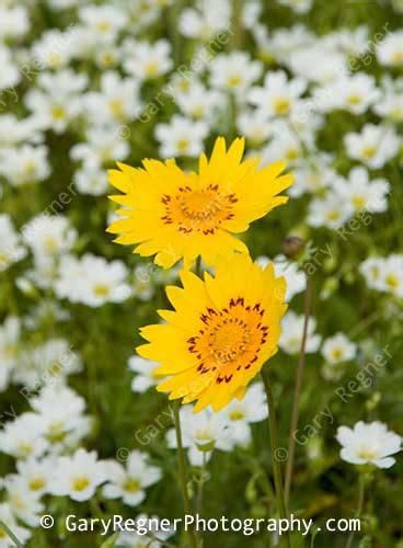 Crown Tickseed Coreopsis Nuecensis Wild Flowers Growing Flowers