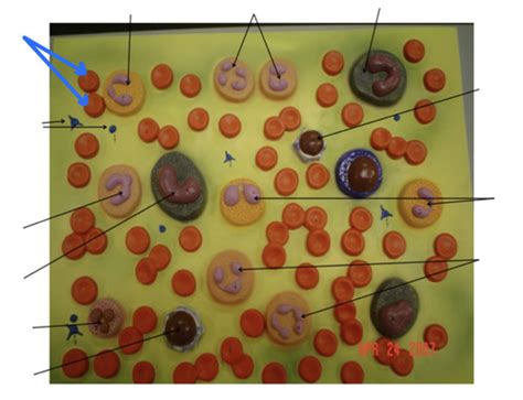 AP Lab Exam Flashcards Quizlet