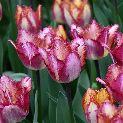 Tulipa Colour Fusion