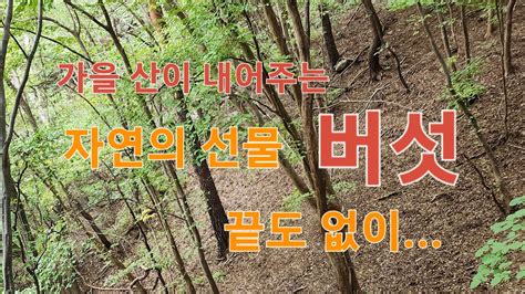 가을 산이 내어주는 자연의 선물 끝도 없이 Youtube