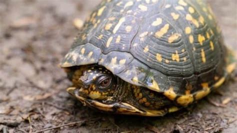 Why Do Turtles Hide In Their Shells These Turtles Can Not