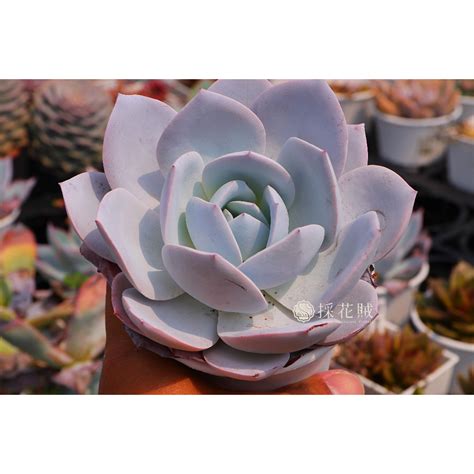 採花賊 凱特x蒂芬妮 多肉植物療癒盆栽組盆園藝 蝦皮購物