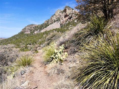 Hiking Trip Report March 2024 Big Bend Chat