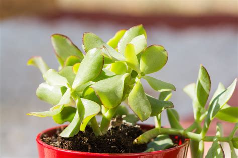 Толстянка яйцевидная «Ундулата» (Crassula ovata 'Undulata') - PictureThis