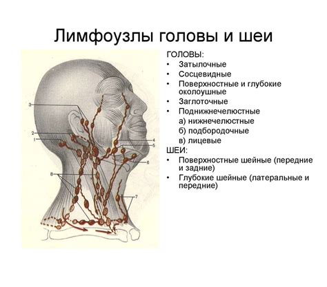 Функциональная анатомия лимфатической системы презентация онлайн