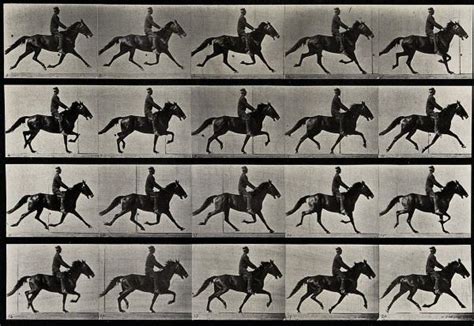 Eadweard Muybridge Photographs Horse
