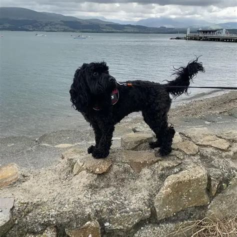 Luna The Cockapoo Owner Story Purina Uk