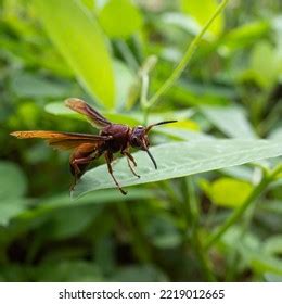 Polistes Canadensis Species Red Paper Wasp Stock Photo 2219012665