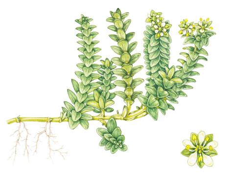 Halophytes Salt Tolerant Plants Lizzie Harper