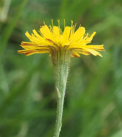 Autumn Hawkbit Naturespot