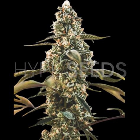 Feminized Cannabis Seeds Hype Seeds Buy The Best Feminized