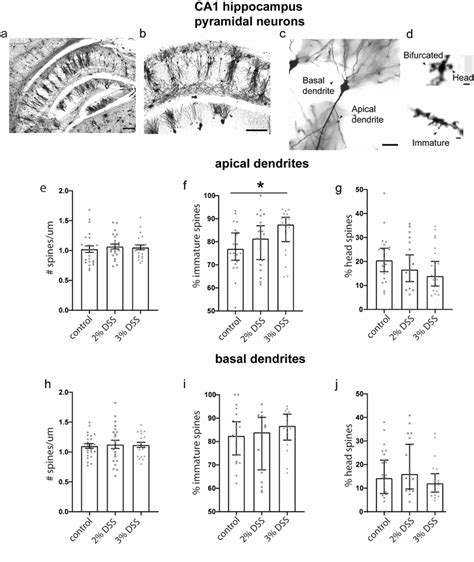 Spine Density And Composition On Basal And Apical Dendrites Of Ca1