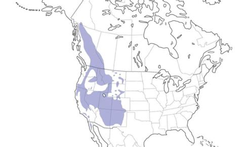 16 Small Birds That Live In Alberta 2025 Bird Watching Hq