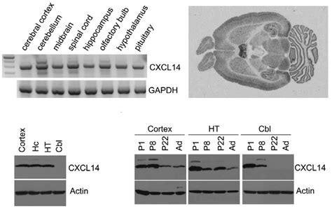 Regional Expression Of Cxcl14 In The Mouse Brain On Different Postnatal