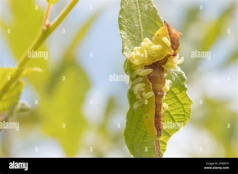 Puss Moth Cerura Vinula Caterpillar Parasitised By Wasp Larvae