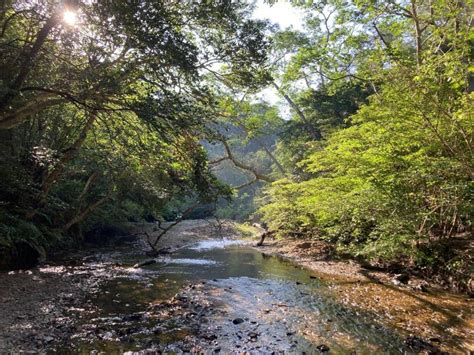 2인 그룹 일본 오키나와 세계자연유산 히데폭포 이른 아침 생물관찰 중국어 영어 일본어 가이드 Kkday