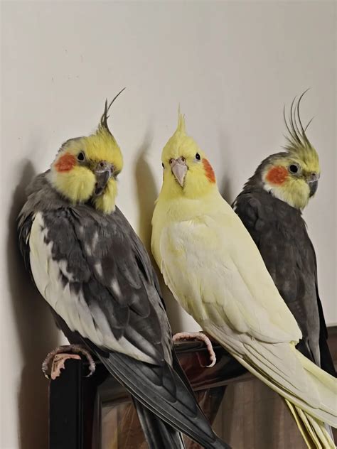 Hello Everyone New Member From Hk Worried About Moving My 3 Senior