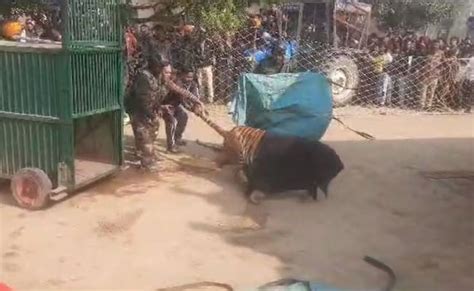Watch Tiger Tranquilised By Forest Officers After It Strays Into Up