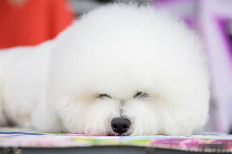 Bichon Frise 개가 색깔이있는 깔짚에서 자고 있습니다 초상 클로즈업 비숑프리제에 대한 스톡 사진 및 기타 이미지