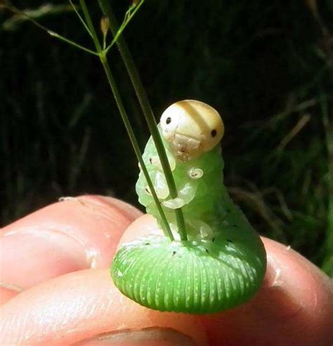 Cute Caterpillar By Olahresidence On Newgrounds