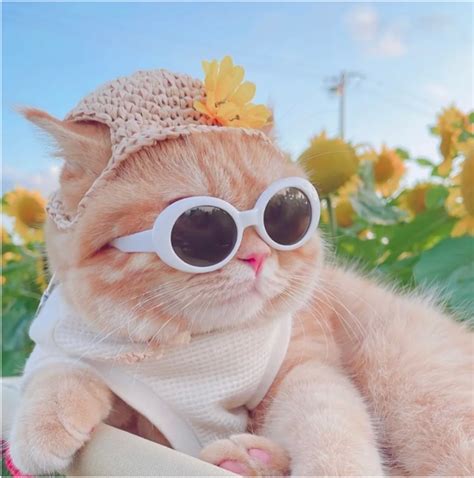 可爱喵星人卖萌头像图片 超级呆萌猫咪头像图片真实8张动物头像刻爱头像网