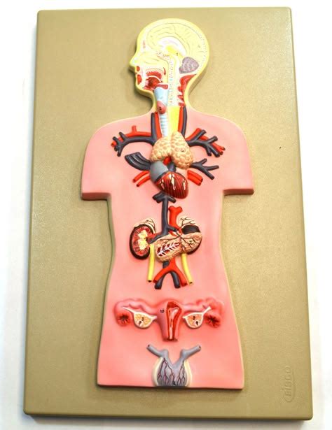 Las Mejores 7 Ideas De Maqueta Del Sistema Endocrino Maqueta Del