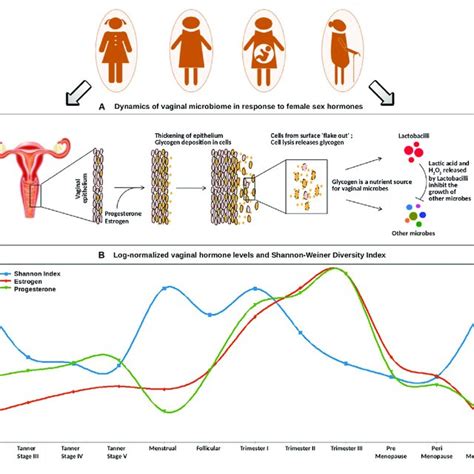 A Dynamics Of Vaginal Microbiome In Response To Female Sex