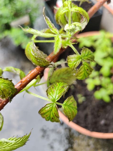 Raspberry Plant Leaves Curling And Darkening Rplantclinic