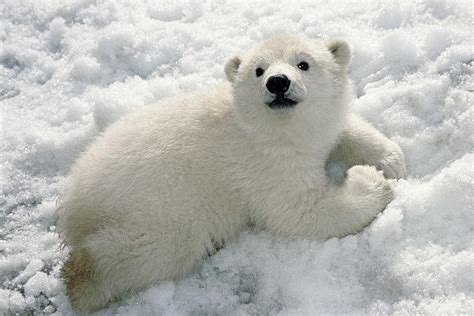 Aspen Cove Polar Bear At Lynn Sparks Blog
