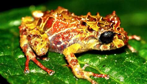 A New Species Of Frog Discovered In Ecuador The Cuenca Dispatch